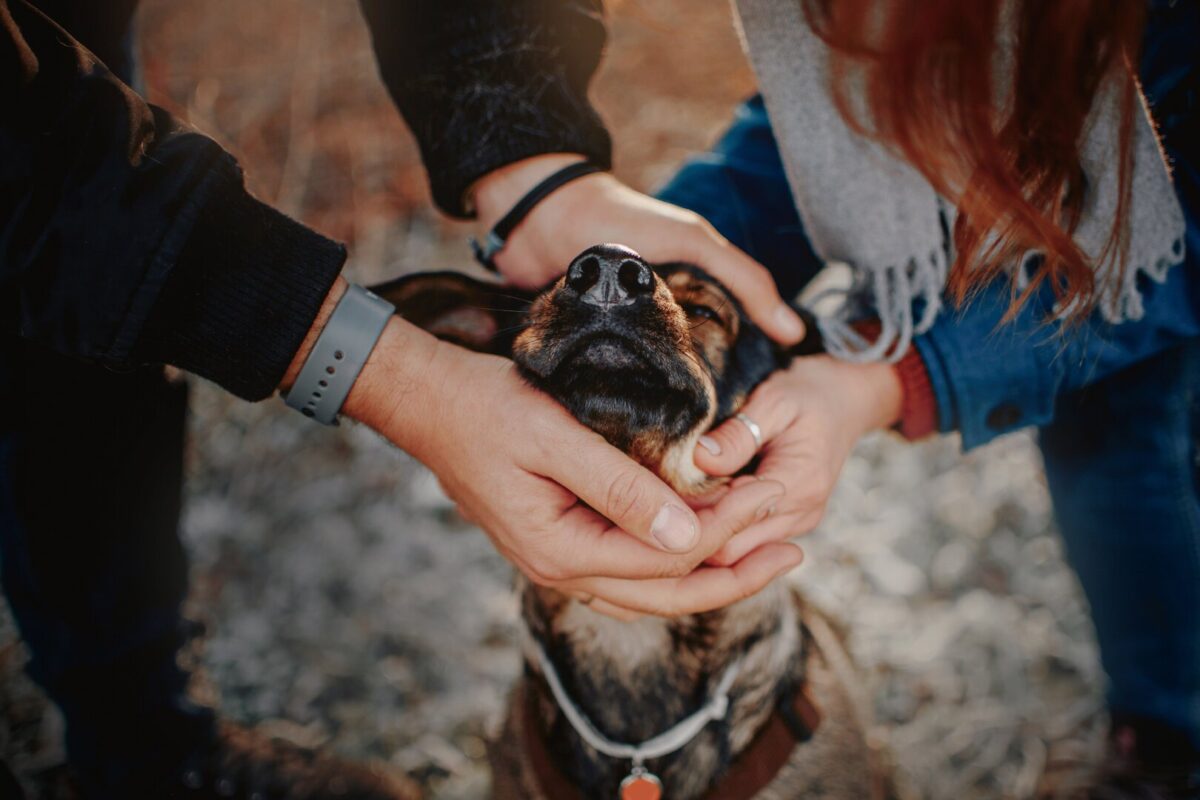 Mijn echtscheiding en mijn hond: wat is het lot van mijn hond na ...